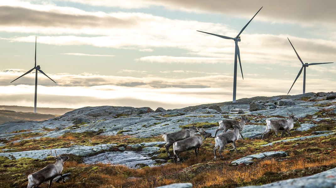 Debatt om Fosen-dommen: Hvordan balansere hensynet til urfolk og natur ...